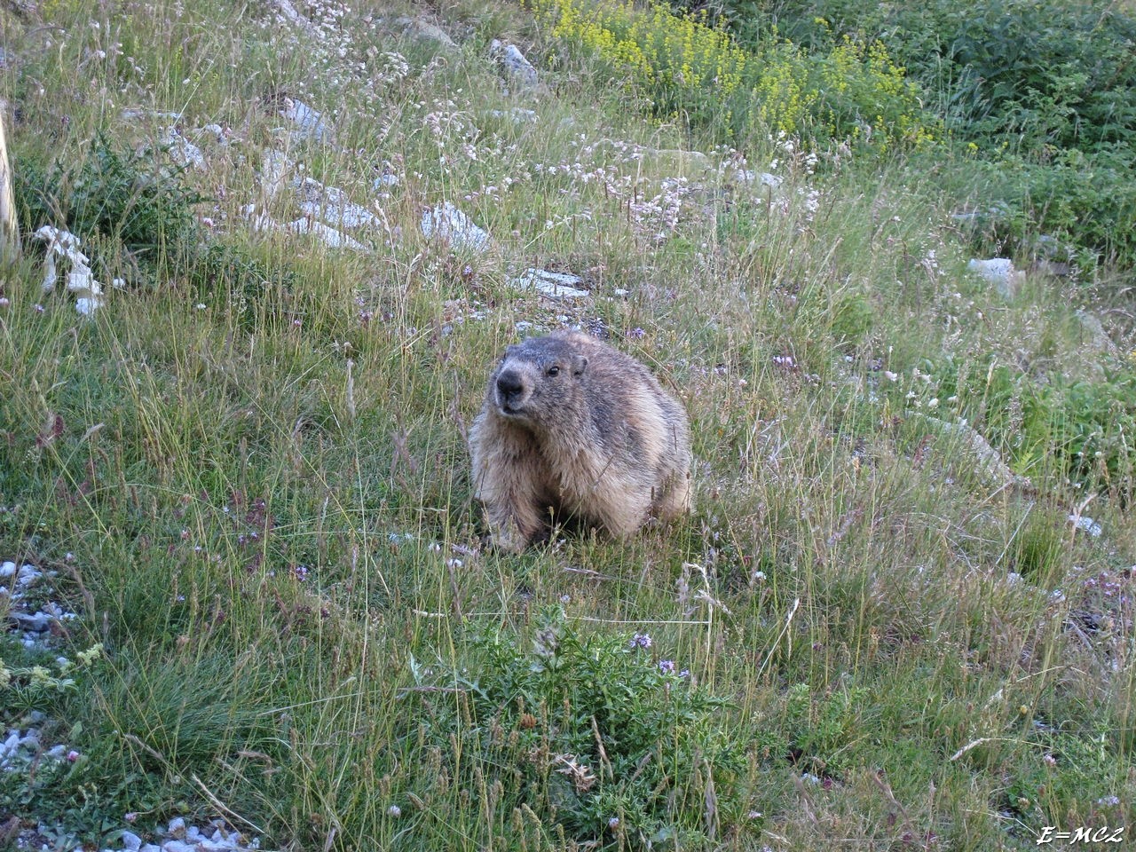 Marmotte