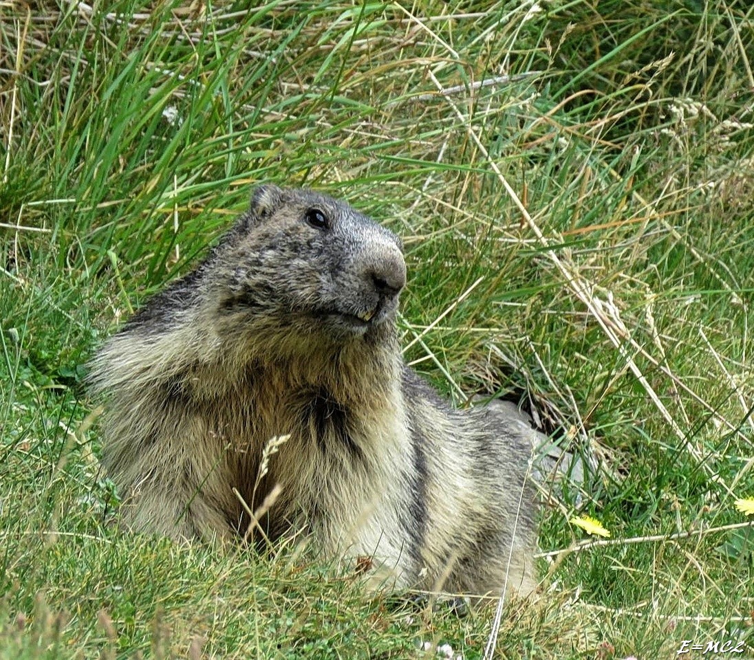 Marmotte